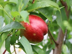 Nektarine 'Nectared' - Prunus nucipersica 'Nectared' - Baumschule Horstmann