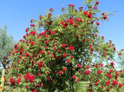 Ramblerrose 'Chevy Chase' - Schönste Rosen & Expertenwissen