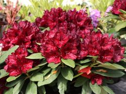 Rhododendron 'Black Widow' - Rhododendron Hybride 'Black Widow ...