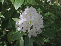 Rhododendron 'Catawbiense Album' - Rhododendron-Hybride 'Catawbiense ...