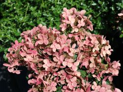 Rispenhortensie (S)witch ® 'Ophelia' - Hydrangea paniculata (S)witch ...