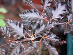 Rotbuche 'Rohanii' - Fagus sylvatica 'Rohanii' - Baumschule Horstmann