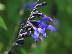 Salbei 'Blue Enigma' - Alles erfahren über Blüte, Wuchs & Co.