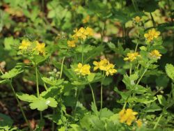 Schöllkraut (Chelidonium majus) - Expertenwissen zu dieser Staude