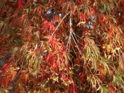 Spitzahorn 'Palmatifidum' - Acer platanoides 'Palmatifidum ...