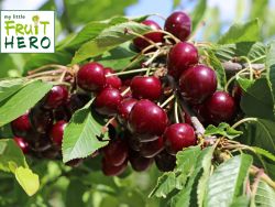 Süßkirsche my little FRUIT HERO ® 'Merchant' - Prunus my little FRUIT ...