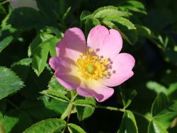 Vitaminrose 'PiRo 3' - Schönstes Rosen-Sortiment & Expertenwissen