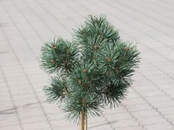 Zwerg-Kiefer 'Chantry Blue' - Pinus sylvestris 'Chantry Blue ...