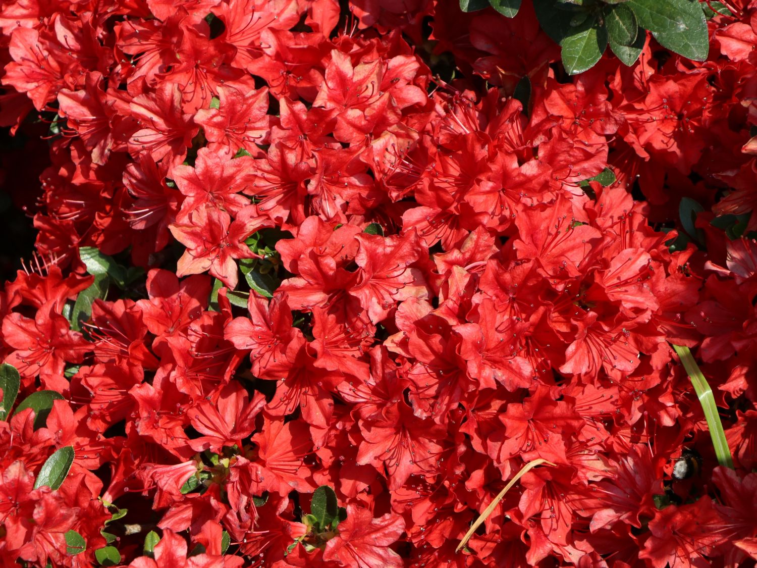 Japanische Azalee 'Rotstein' - Rhododendron obtusum 'Rotstein ...