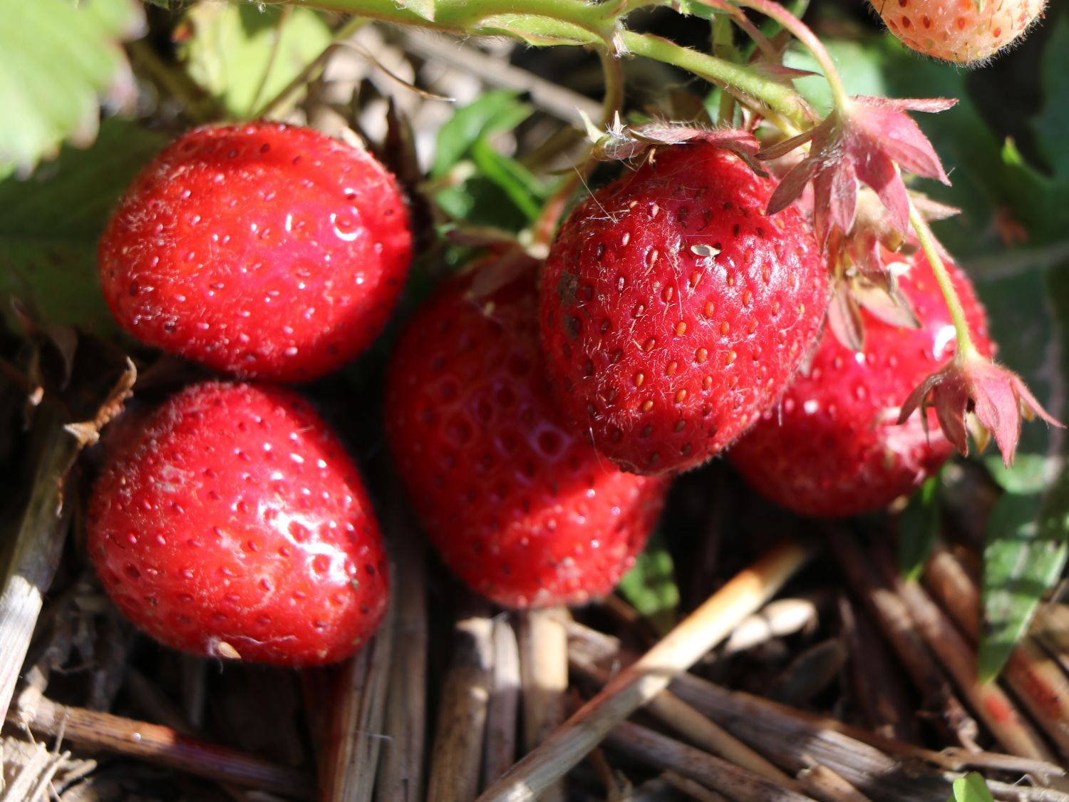 Erdbeere 'Elsanta' ® - Fragaria 'Elsanta' ® - Baumschule Horstmann