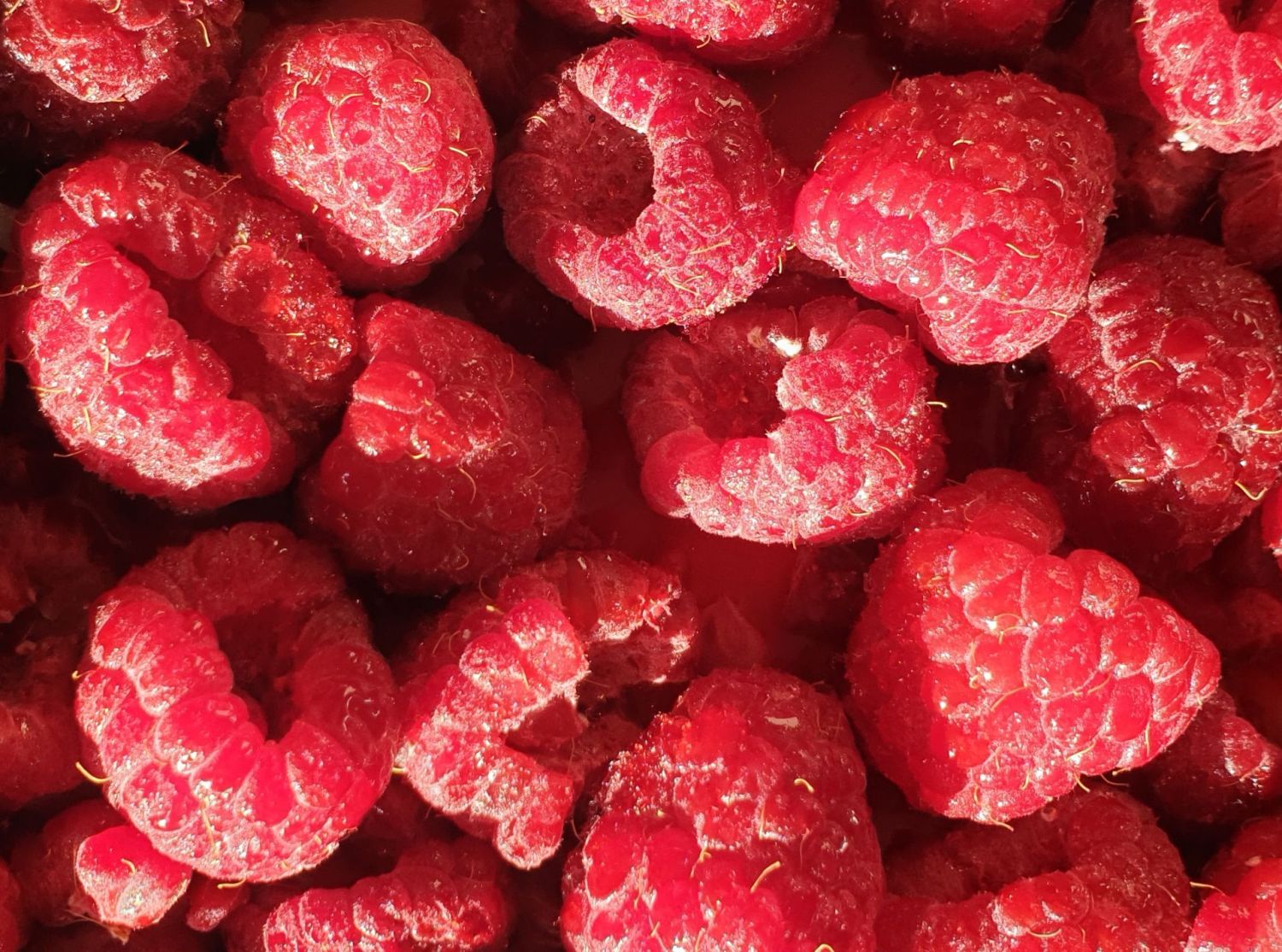 Himbeere 'Autumn Bliss' / 'Blissy' - Rubus idaeus 'Autumn Bliss ...