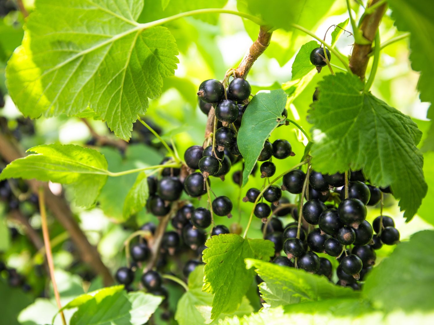 Schwarze Johannisbeere 'Silvergieters Schwarze' - Ribes nigrum ...