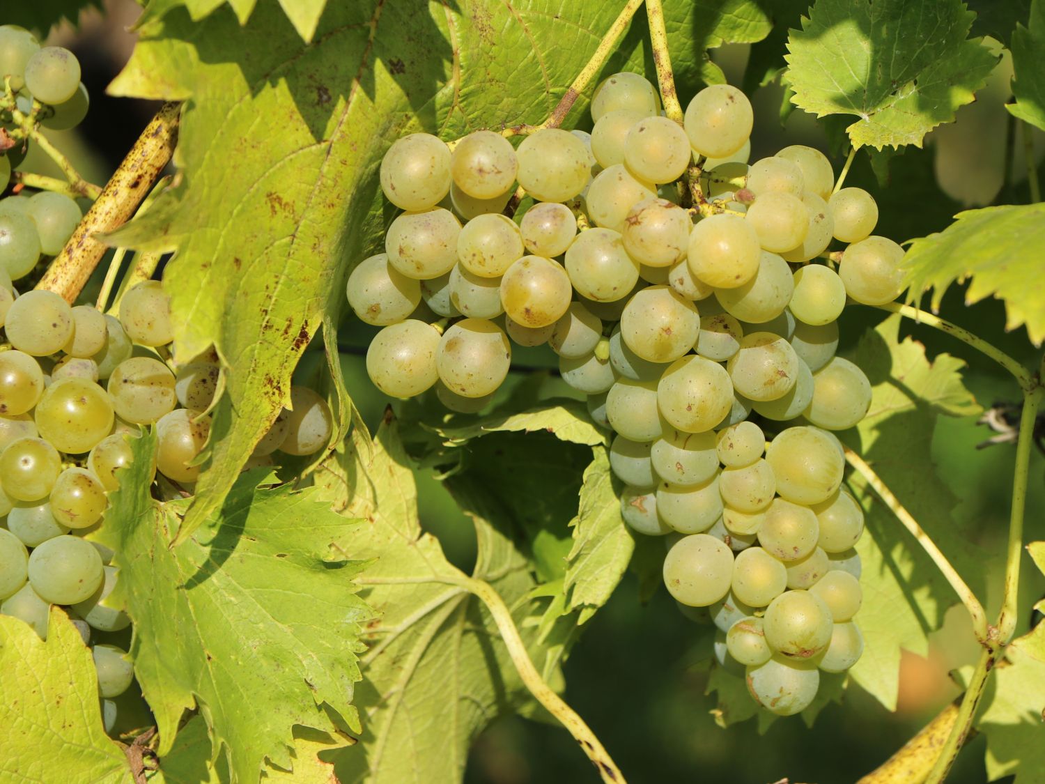 Weintraube 'Perle von Zala' - Vitis 'Perle von Zala' - Baumschule Horstmann