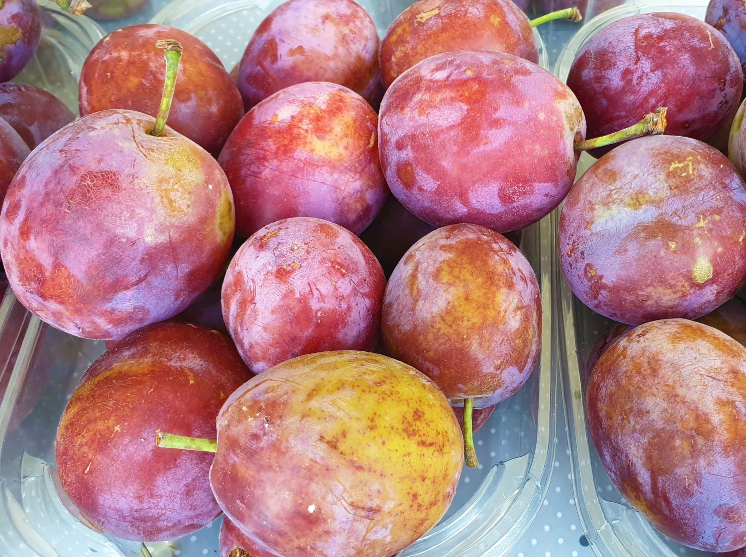Pflaume Opal Prunus Opal Baumschule Horstmann pflaume-opal-prunus-opal-baumschule-horstmann