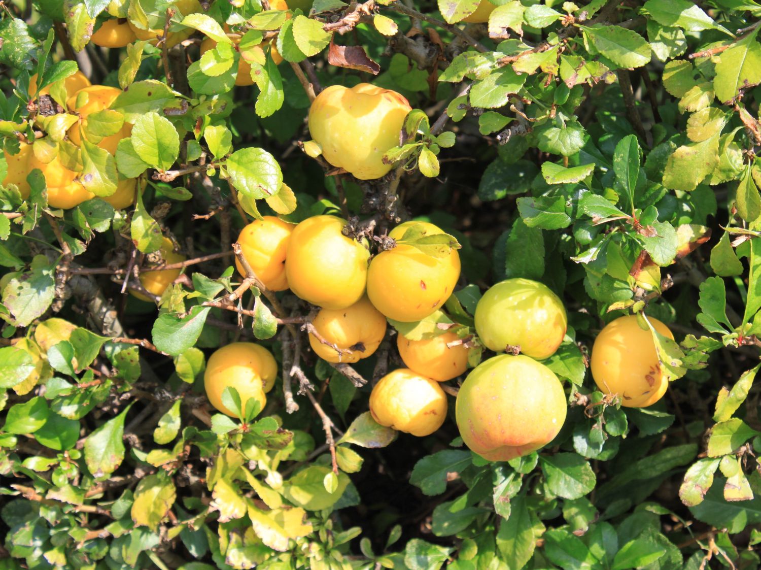 Japanische Zierquitte / Niedrige Scheinquitte - Chaenomeles japonica ...