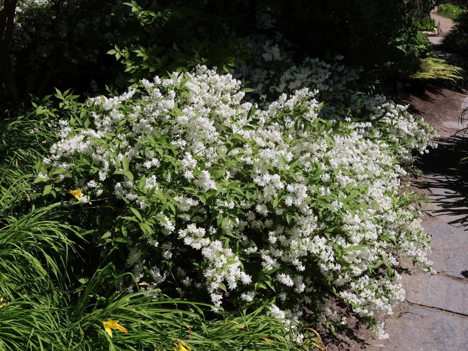 Maiblumenstrauch / Deutzie - Deutzia gracilis - Baumschule Horstmann
