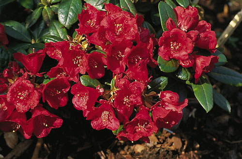 Rhododendron 'Crimson Pippin' - Rhododendron haemaleum 'Crimson Pippin ...