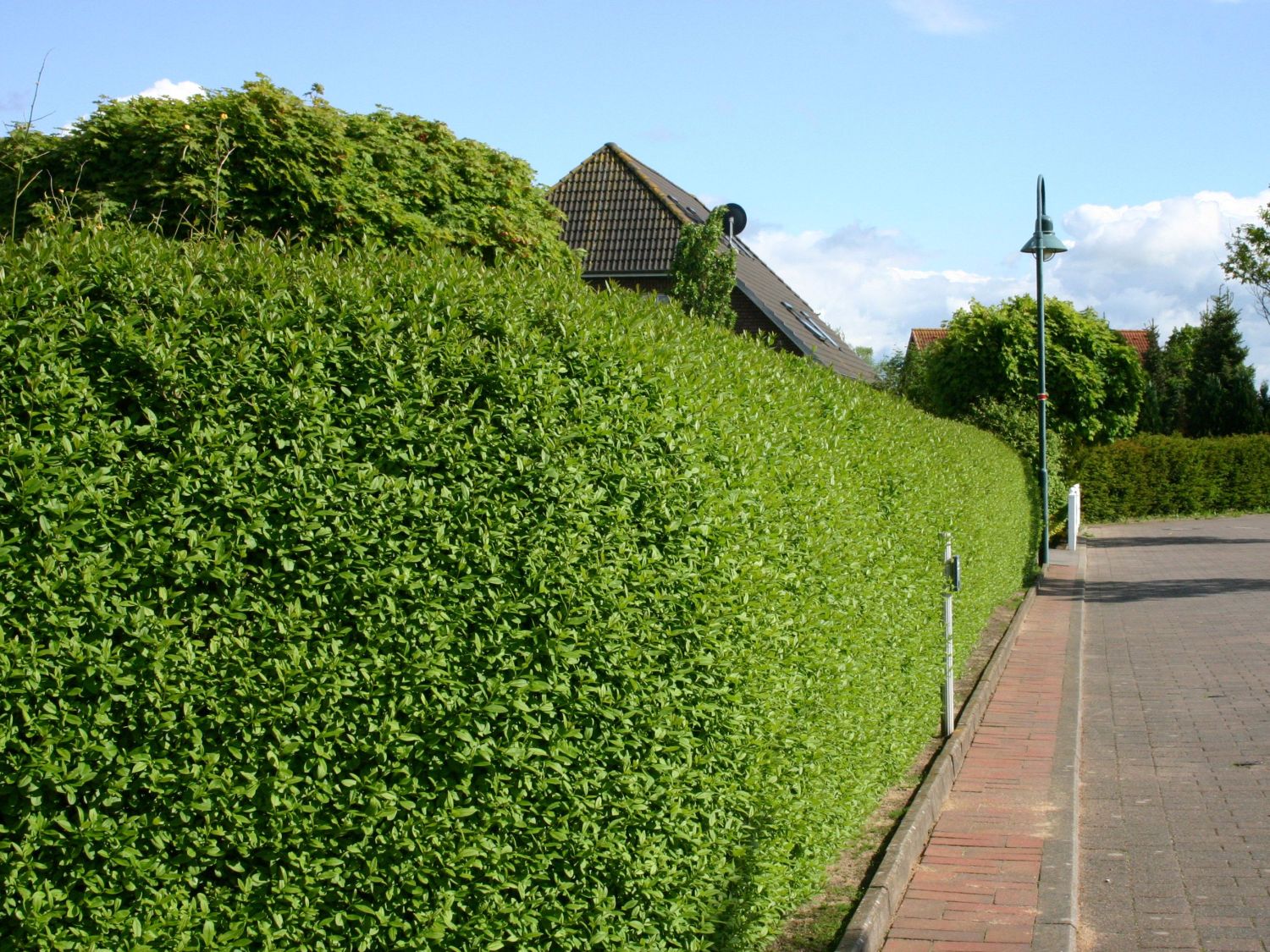 Ovalblättriger Liguster - Ligustrum ovalifolium - Baumschule Horstmann