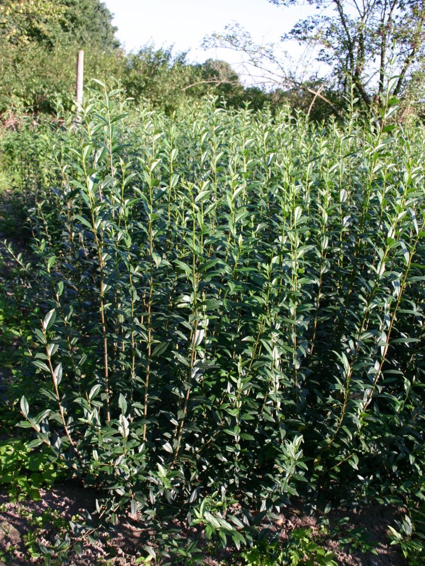 Liguster vulgare / Gemeiner Liguster - Ligustrum vulgare - Baumschule ...