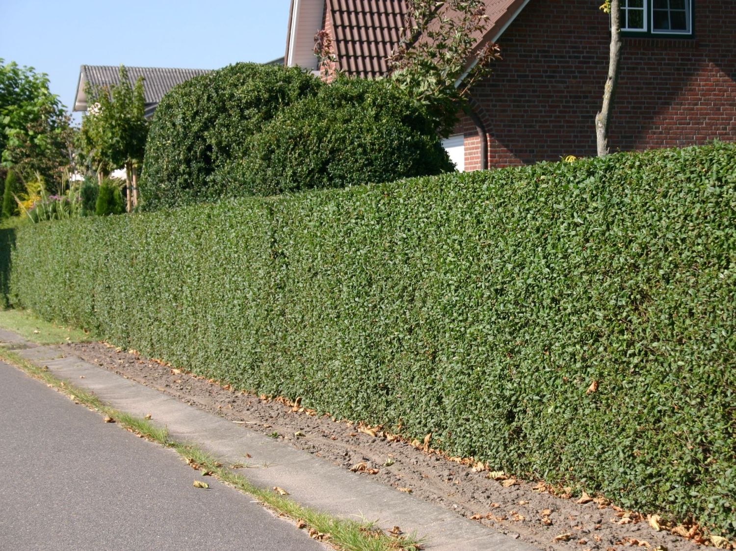 Schwarzgrüner Liguster 'Atrovirens' - Ligustrum vulgare 'Atrovirens ...