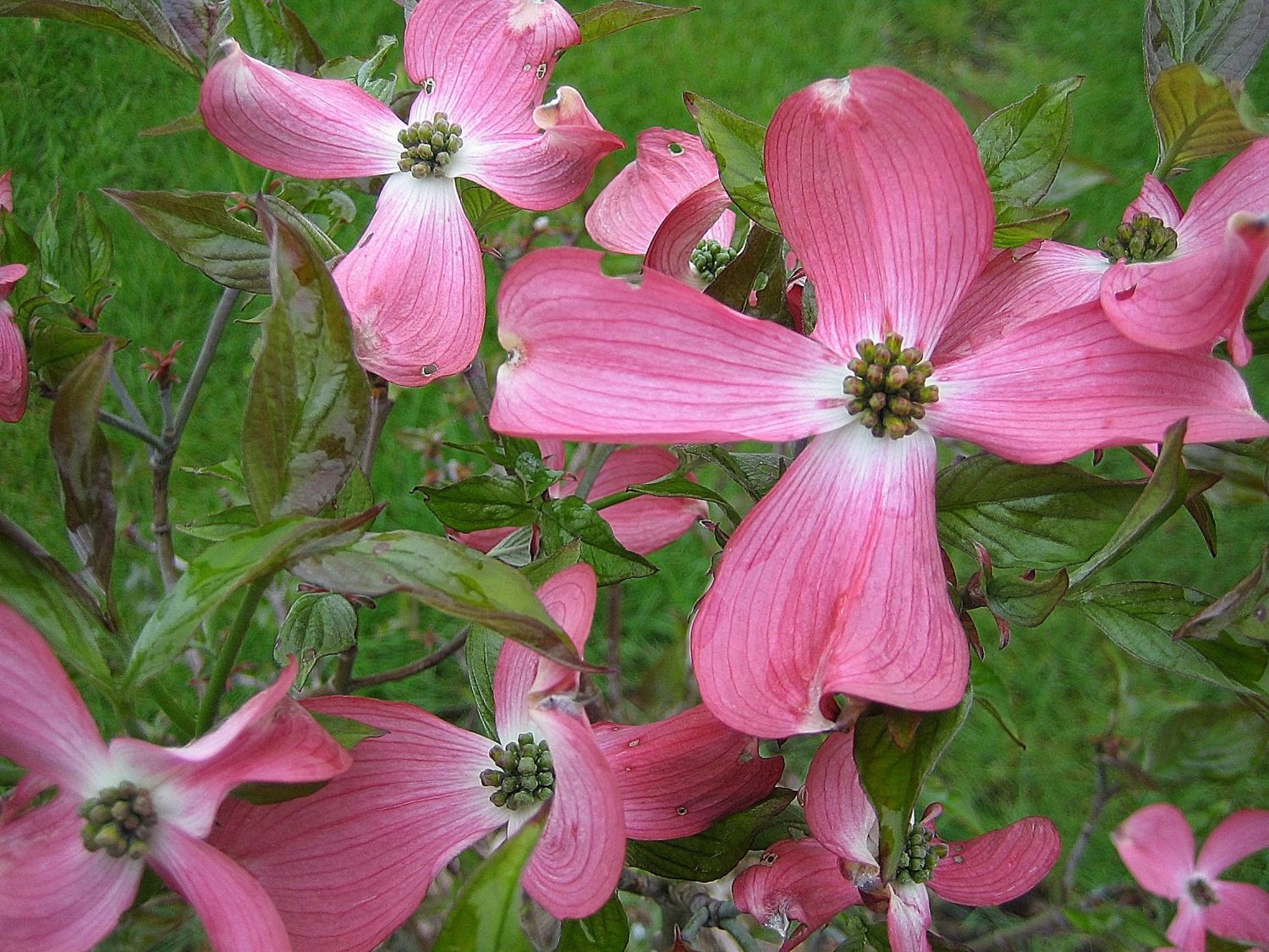 Amerikanischer Blumen-Hartriegel 'Sweetwater' - Cornus florida ...