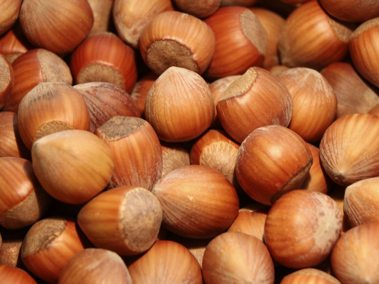 Haselnuss 'Fertile de Nottingham' - Corylus avellelana 'Fertile de ...