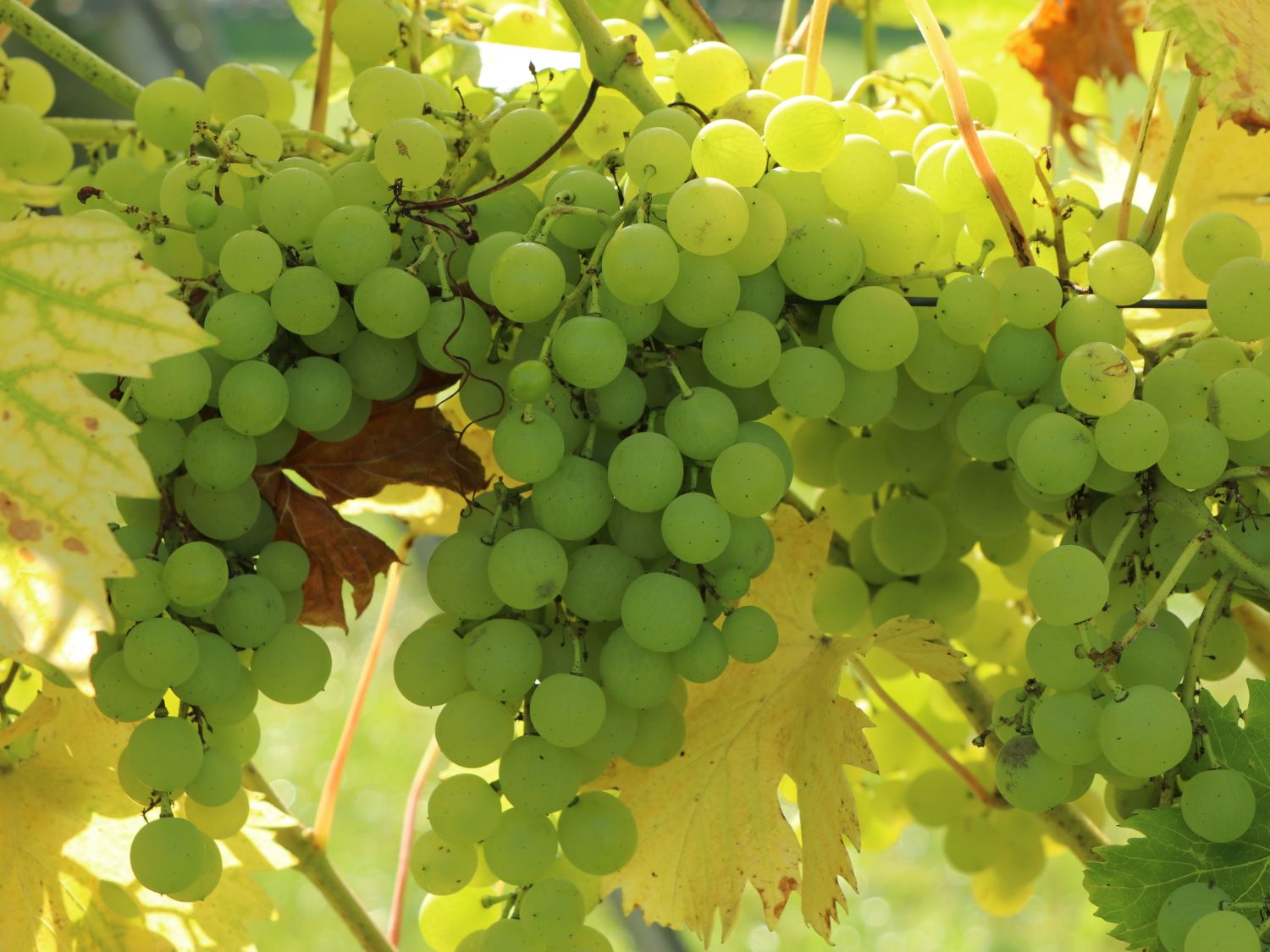 Weintraube 'Müller-Thurgau' - Vitis 'Müller-Thurgau' - Baumschule Horstmann