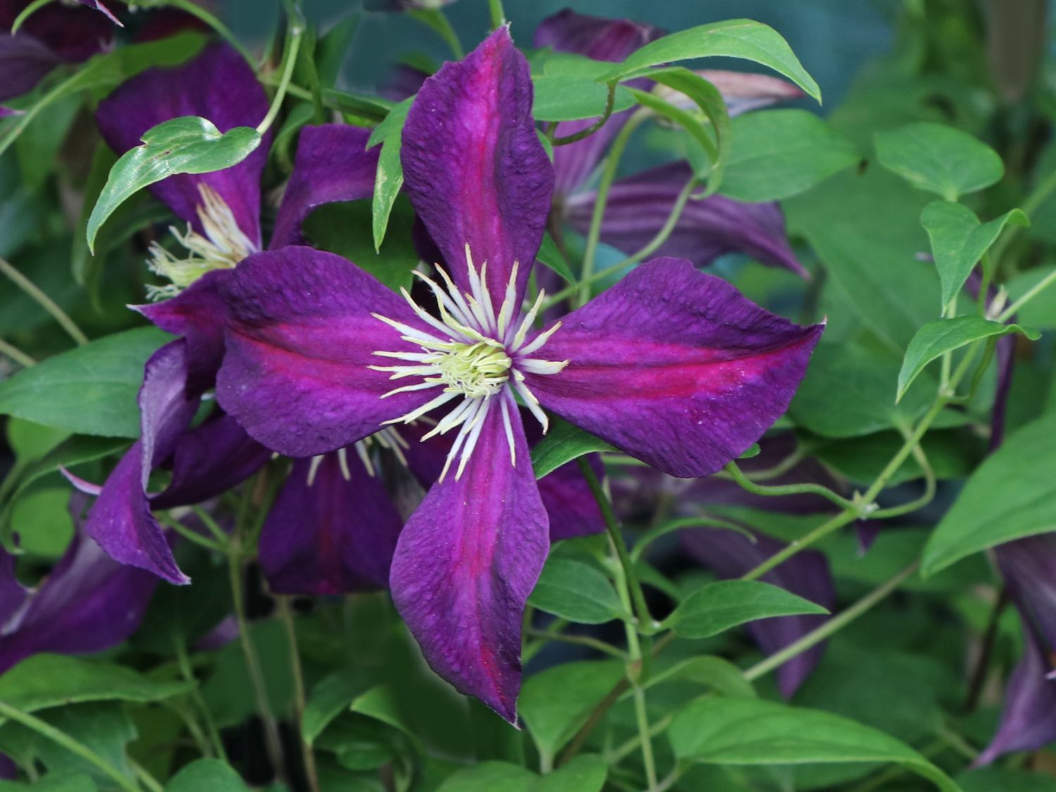 Clematis 'Mikelite' - Clematis viticella 'Mikelite' - Baumschule Horstmann