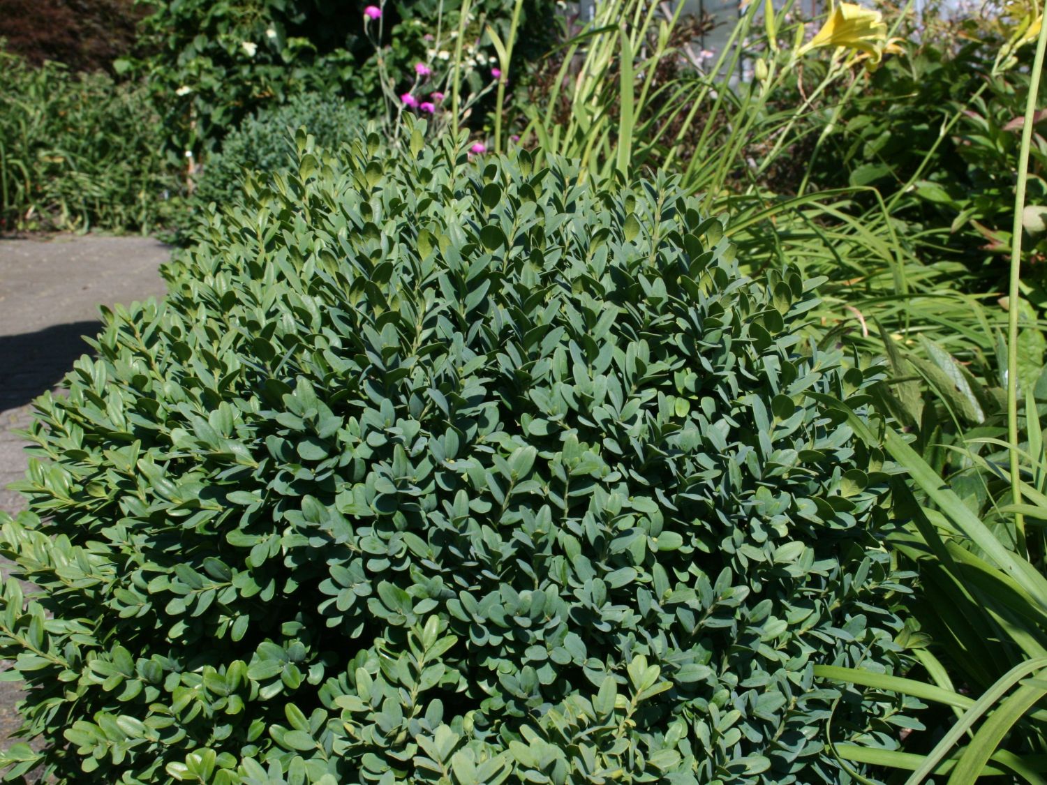 Buchsbaum 'Blauer Heinz' - Buxus sempervirens 'Blauer Heinz ...