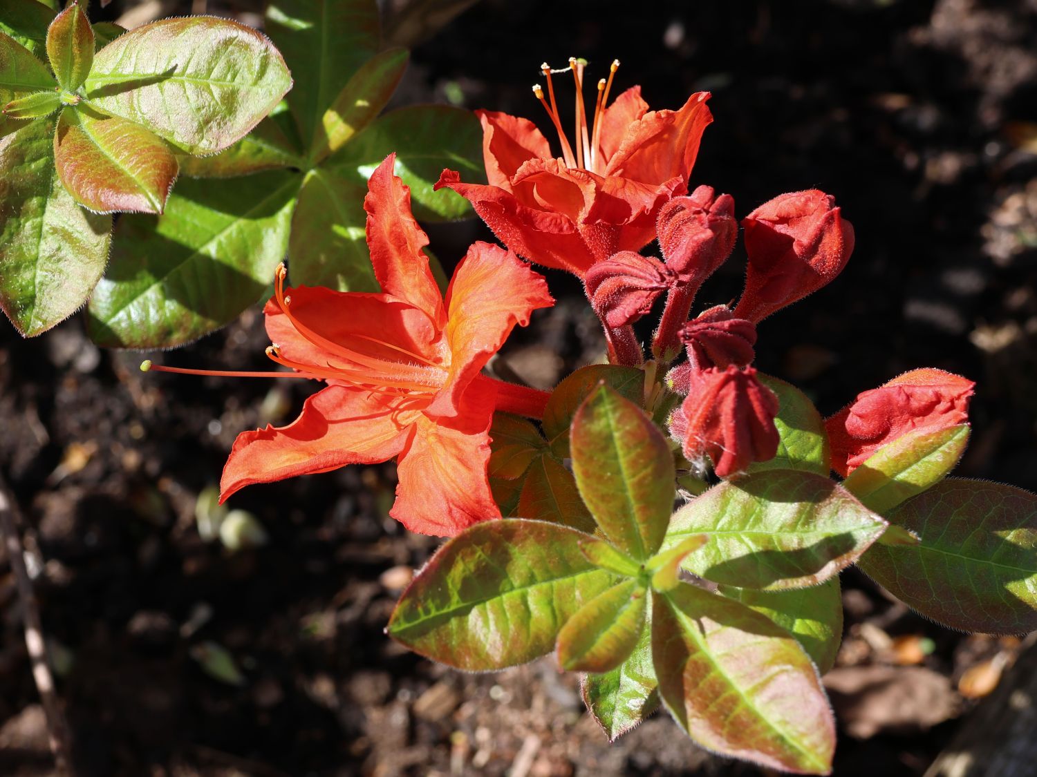 Laubabwerfende Azalee 'Doloroso' - Rhododendron luteum 'Doloroso ...