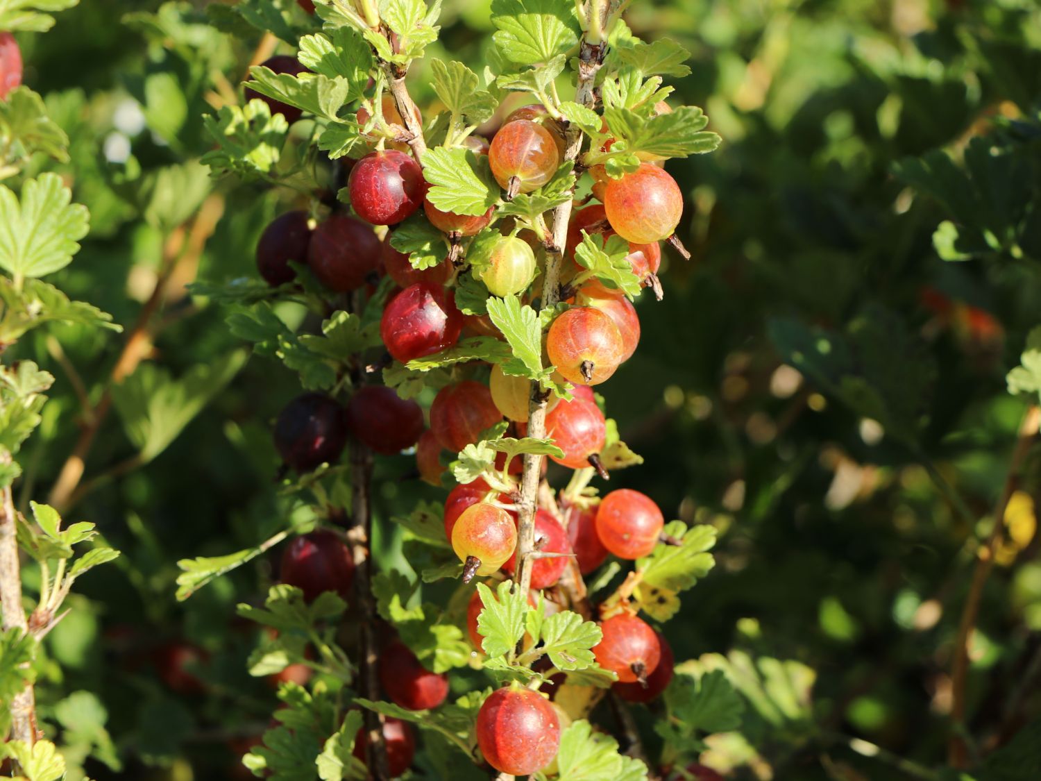 Stachelbeere 'Spinefree' - Ribes uva-crispa 'Spinefree' - Baumschule ...