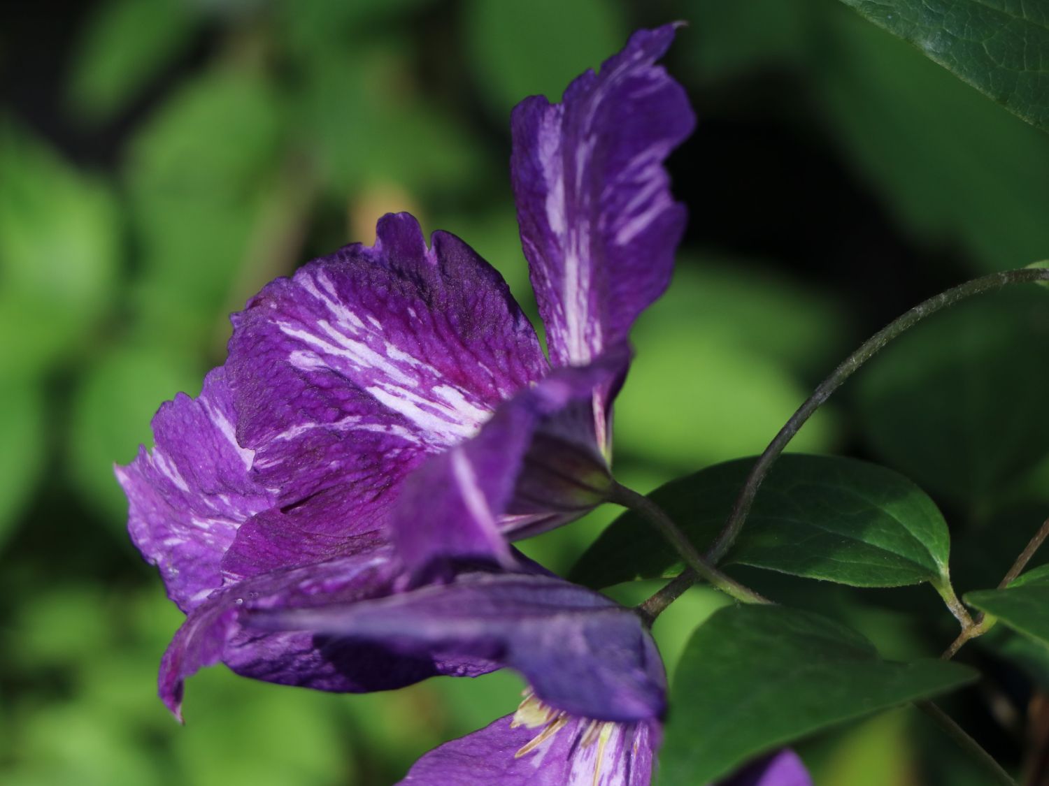 Clematis Jackmanii 'Tie Dye' - Clematis x jackmanii 'Tie Dye ...