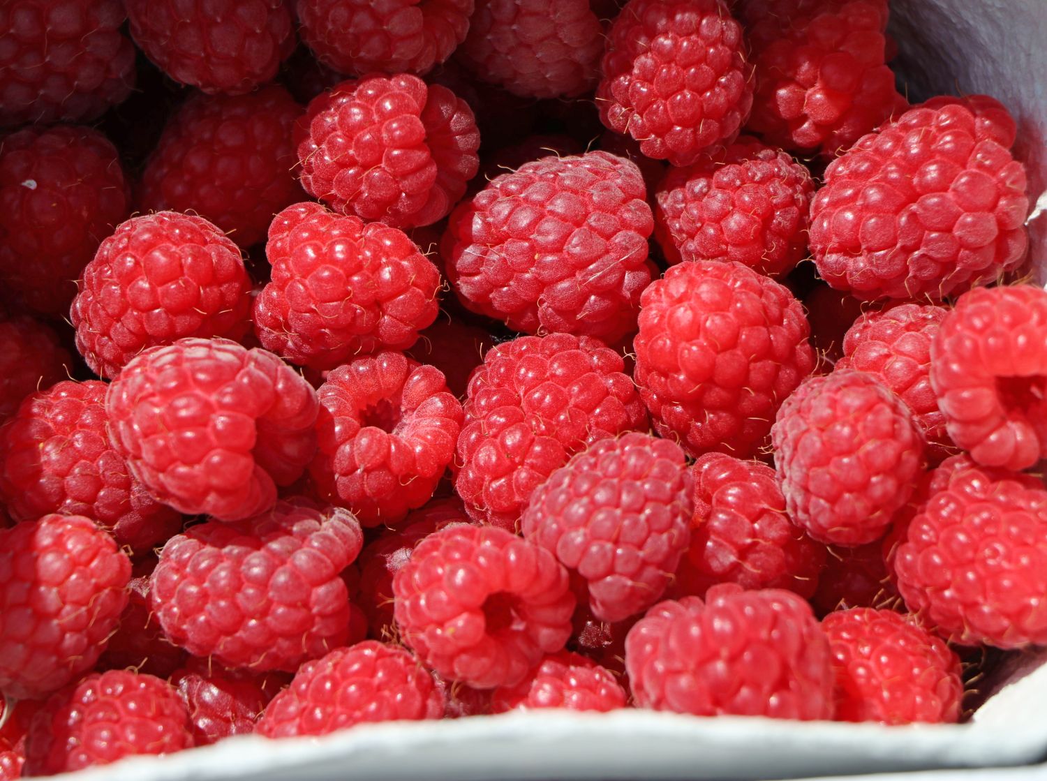 Himbeere 'TulaMagic' ® - Rubus idaeus 'TulaMagic' ® - Baumschule Horstmann