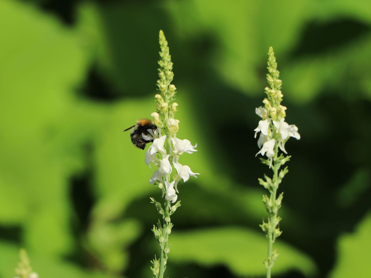 Leinkraut 'Springside White' - Expertenwissen zu dieser Staude