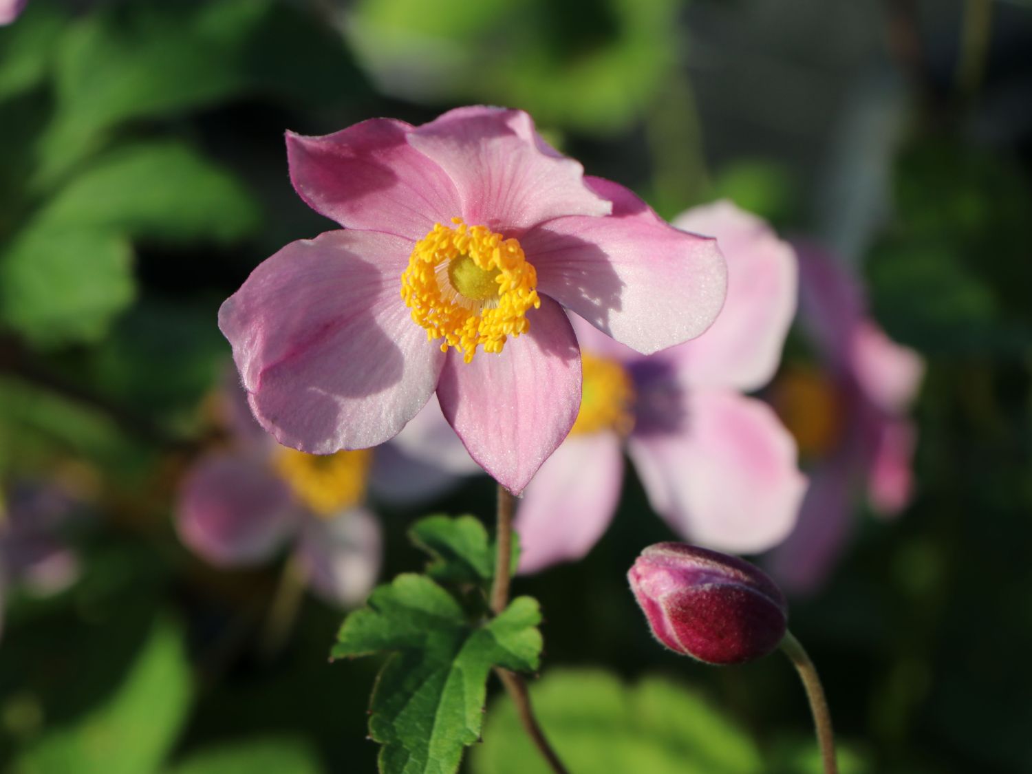 China-Herbst-Anemone 'Praecox' - Anemone hupehensis 'Praecox ...