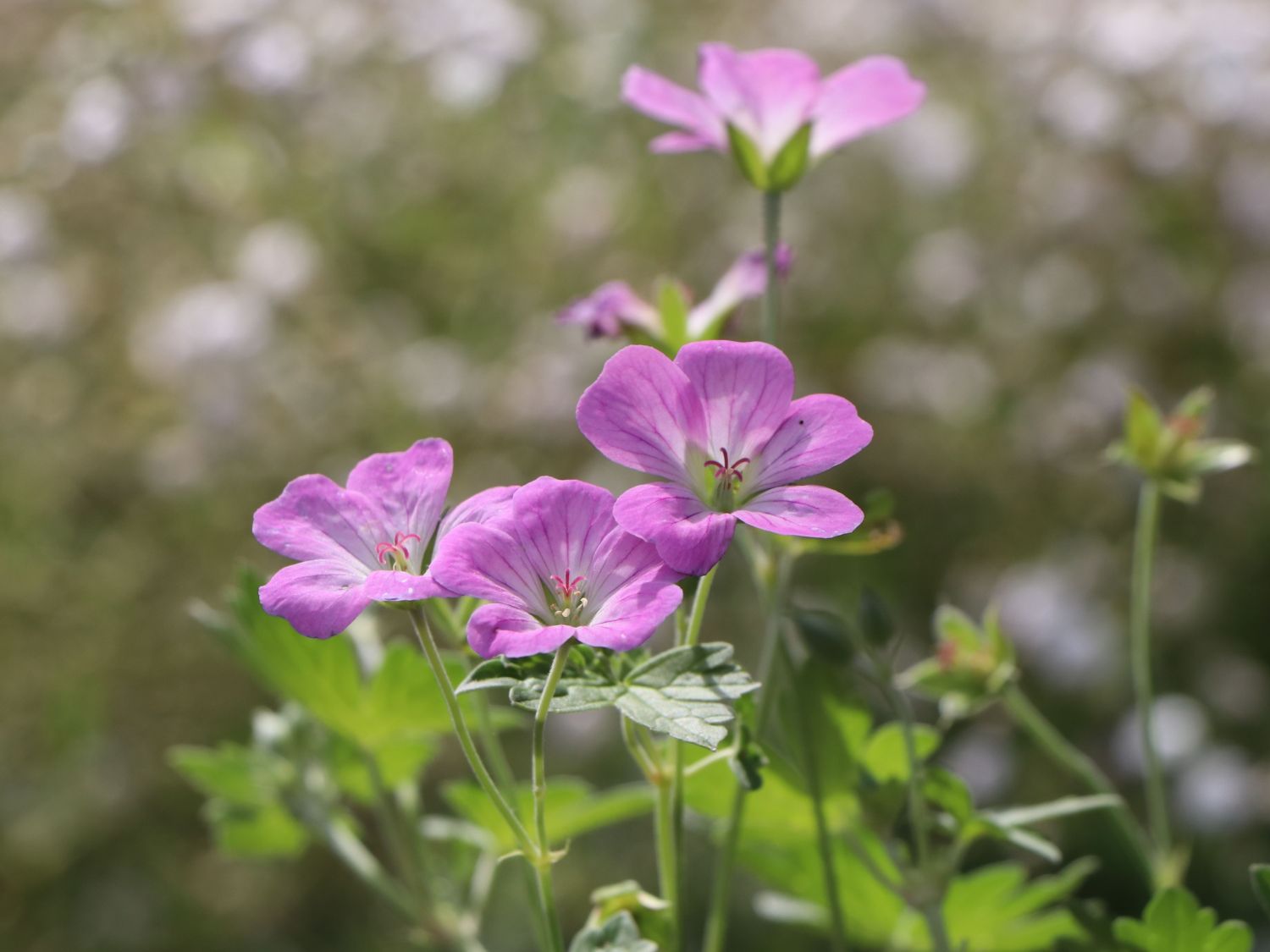 Storchschnabel 'Mavis Simpson' - Geranium x riversleaianum 'Mavis ...