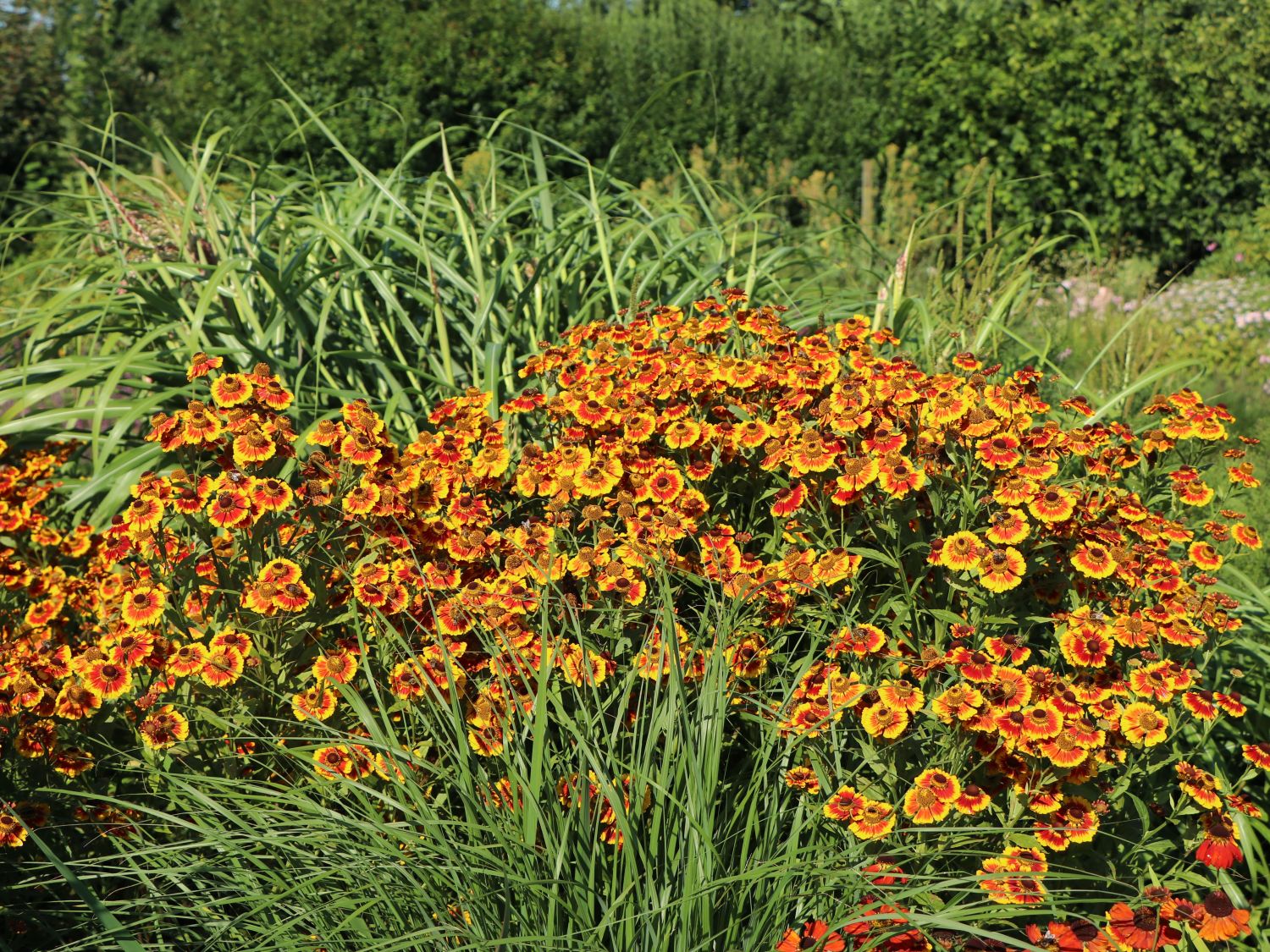Sonnenbraut 'Flammenrad' - Schönste Stauden & Expertenwissen