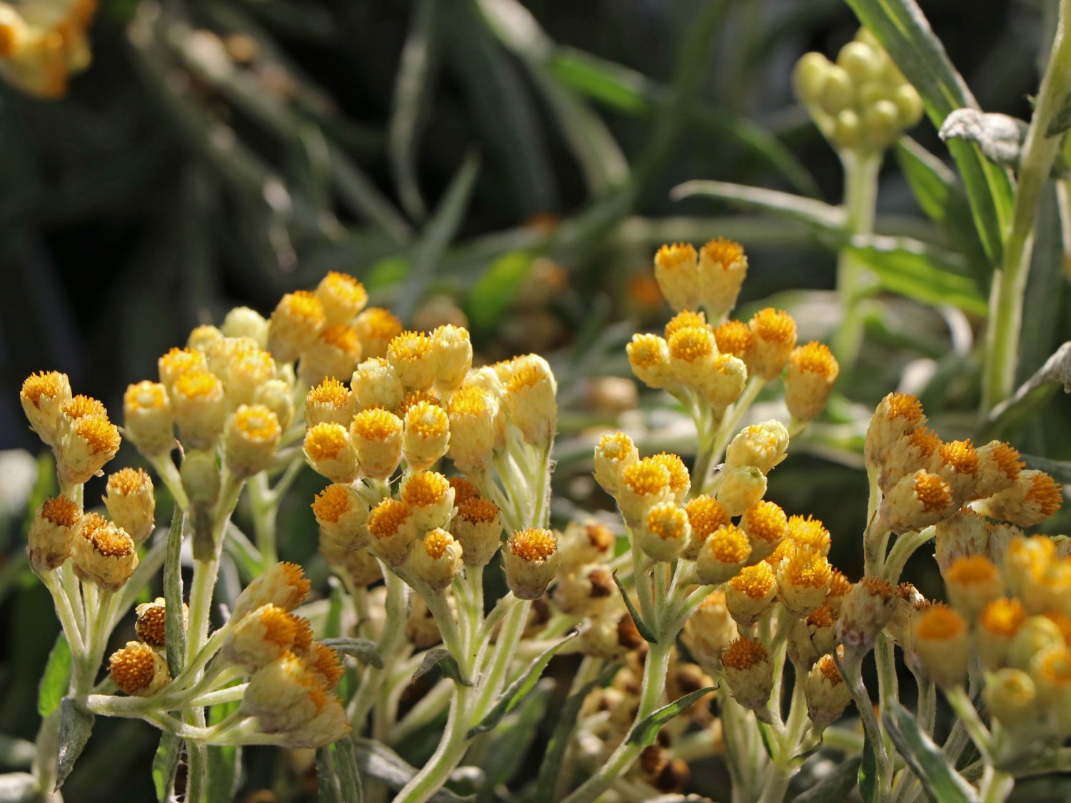 Strohblume 'Goldkind' - Helichrysum thianshanicum 'Goldkind ...