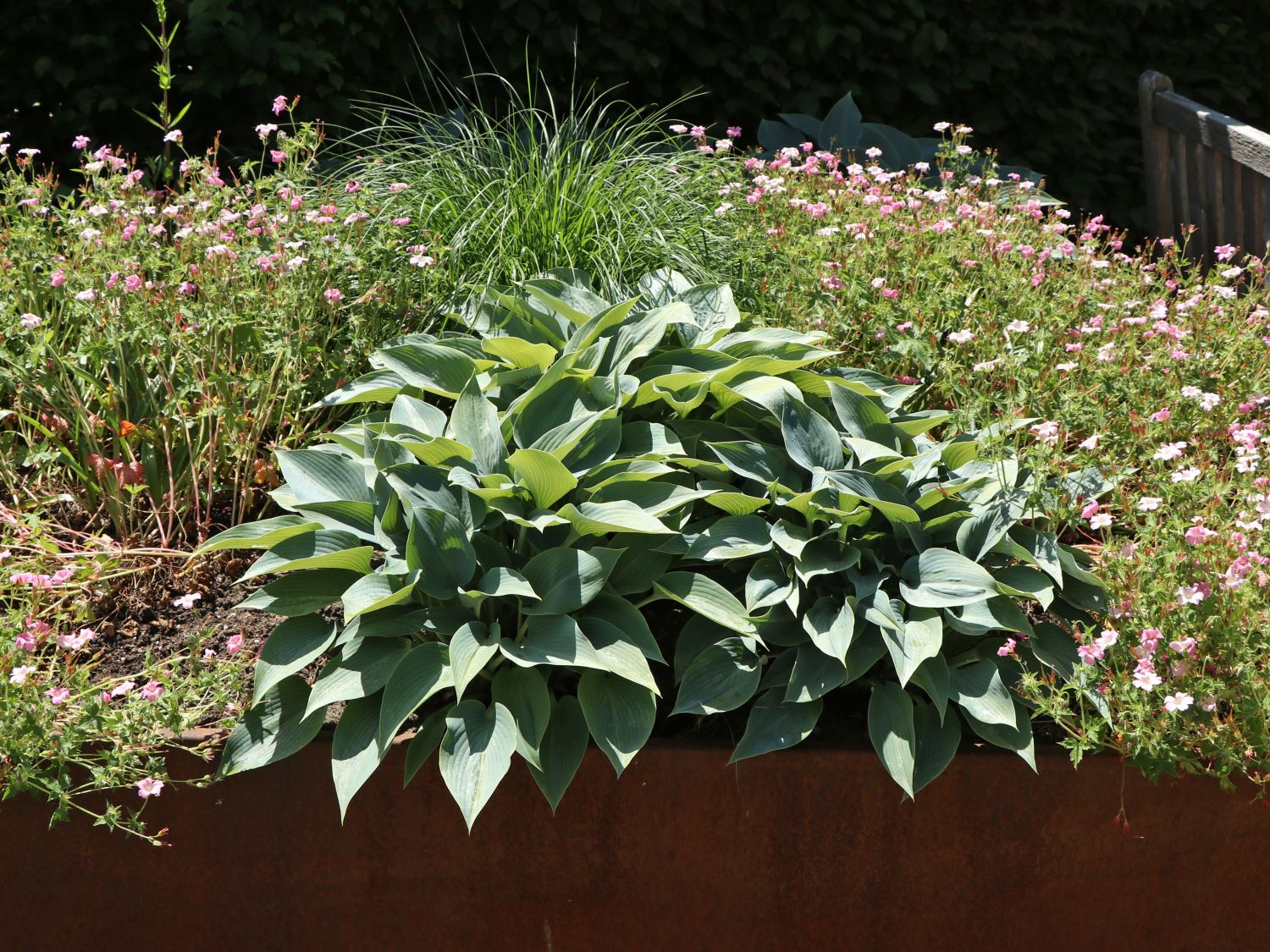 Graublaue Funkie 'Halcyon' - Hosta x tardiana 'Halcyon' - Baumschule ...