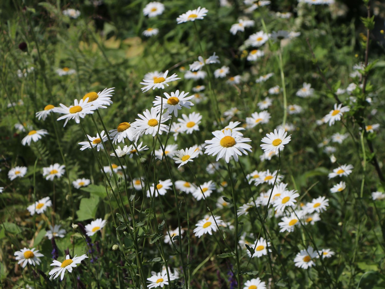 Kleine Margerite 'Maikönigin' - Leucanthemum vulgare 'Maikönigin ...
