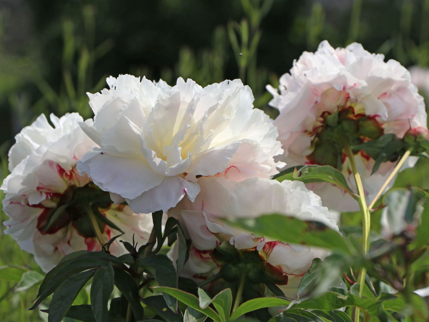 Pfingstrose 'Shirley Temple' - Paeonia lactiflora 'Shirley Temple ...