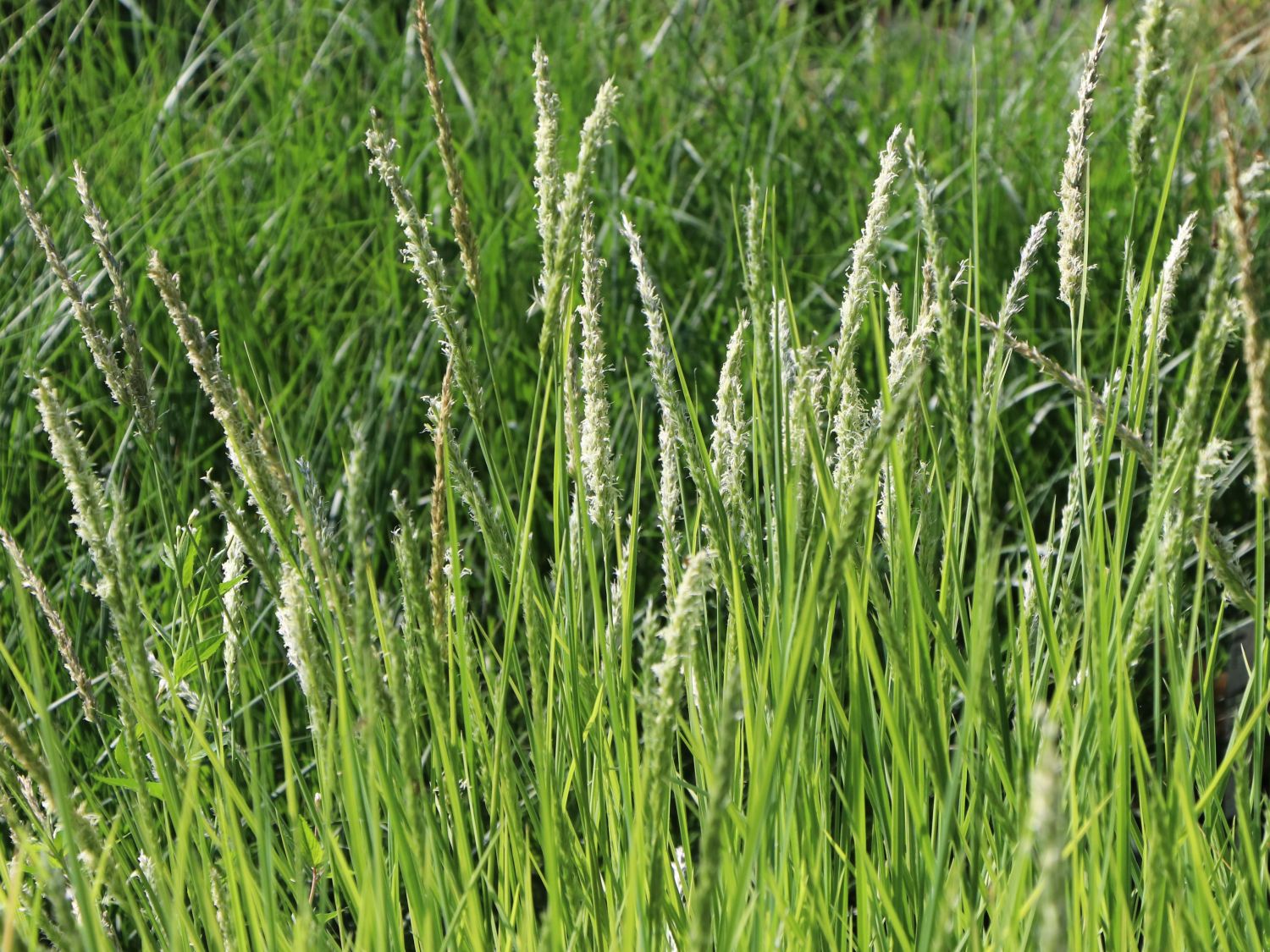 Herbst Blaugras - Sesleria autumnalis - Baumschule Horstmann