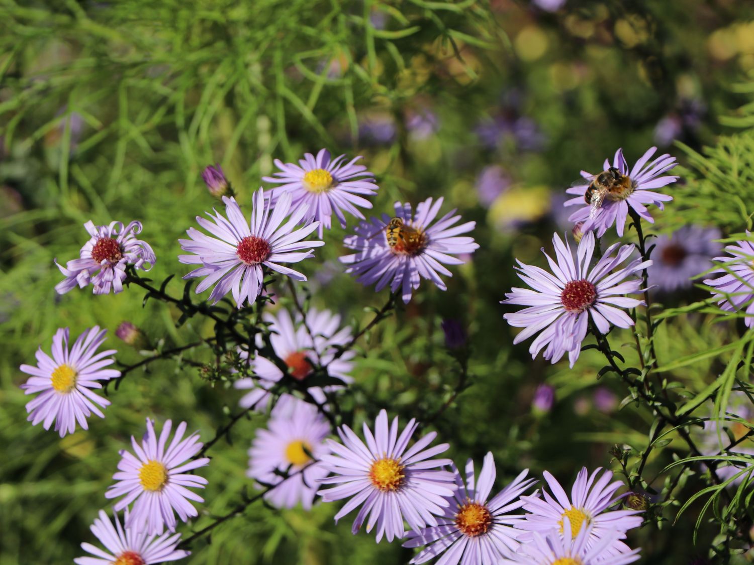 Glatte-Aster 'Calliope' - Finde Deine neue Staude + Online Ratgeber