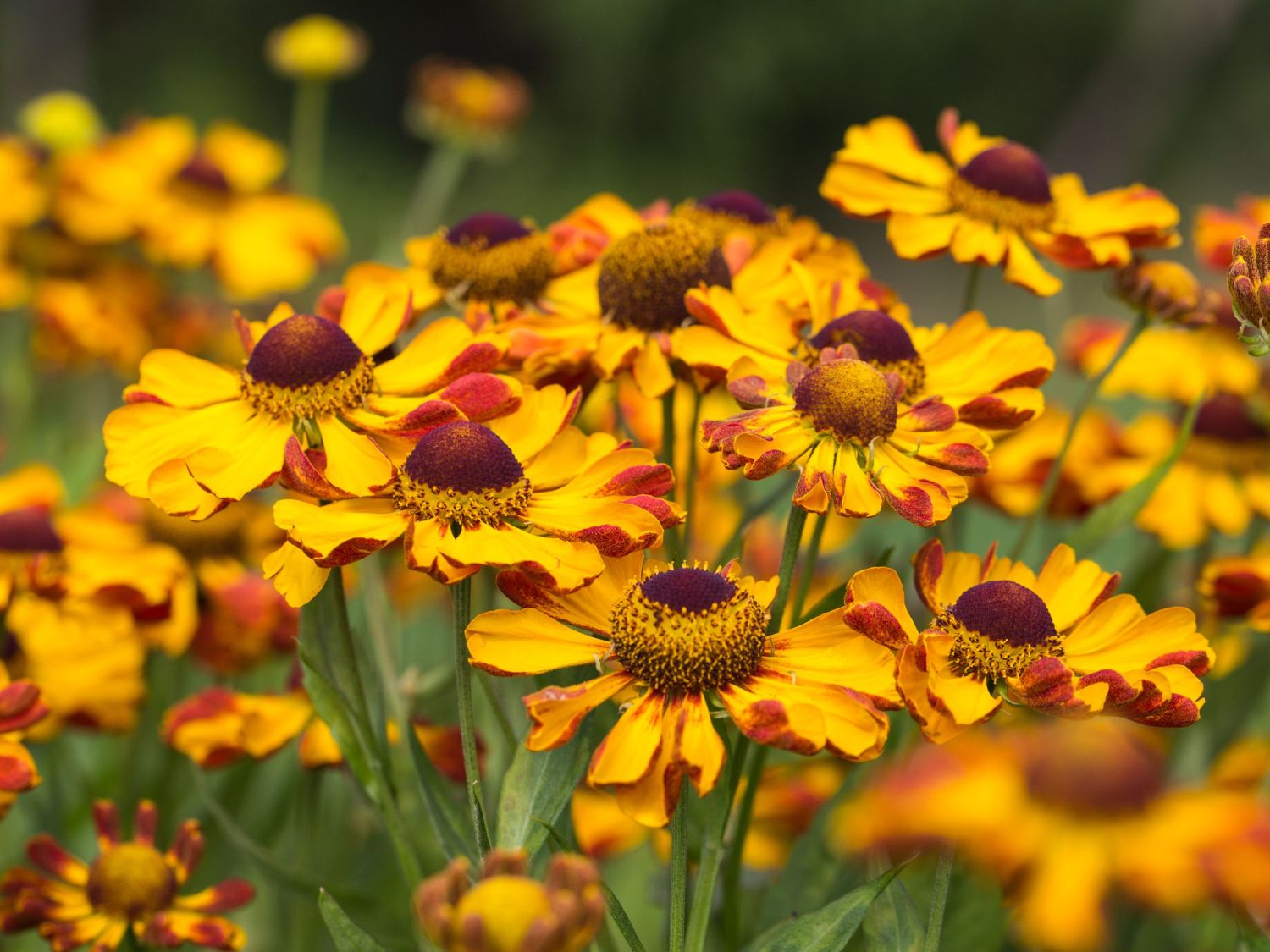 Sonnenbraut 'Rauchtopas' - Helenium x cultorum 'Rauchtopas ...