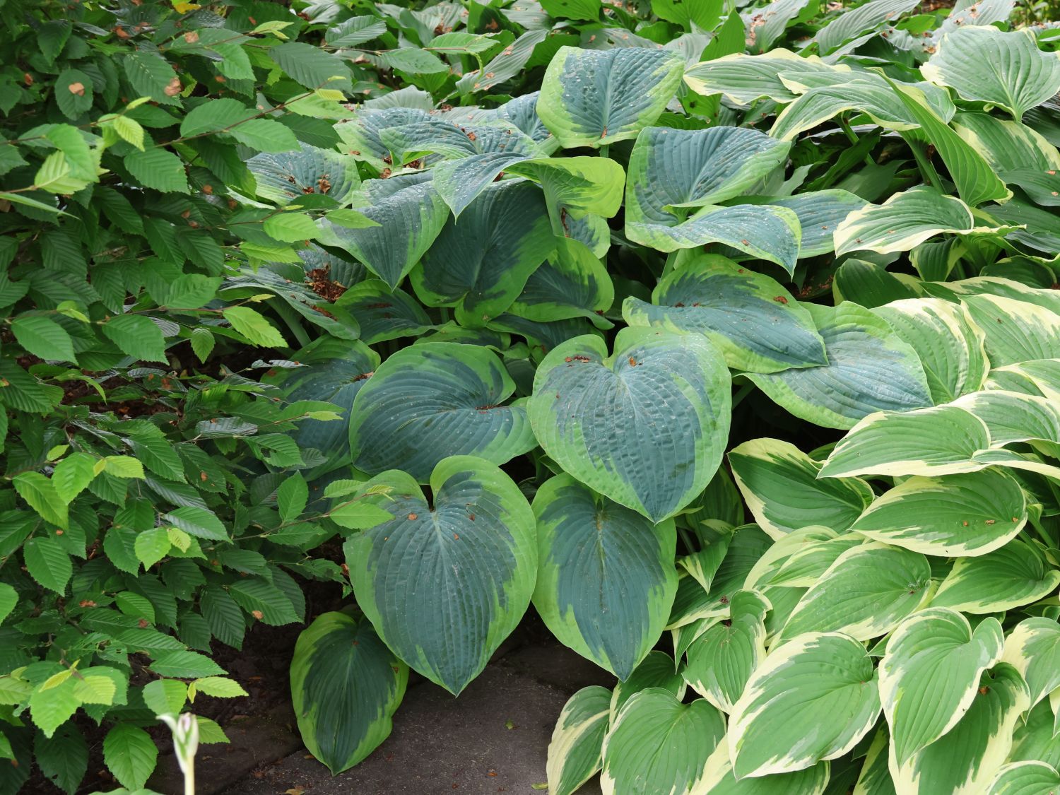 Gelbrandige Funkie 'Abiqua Moonbeam' - bestes Stauden-Wissen