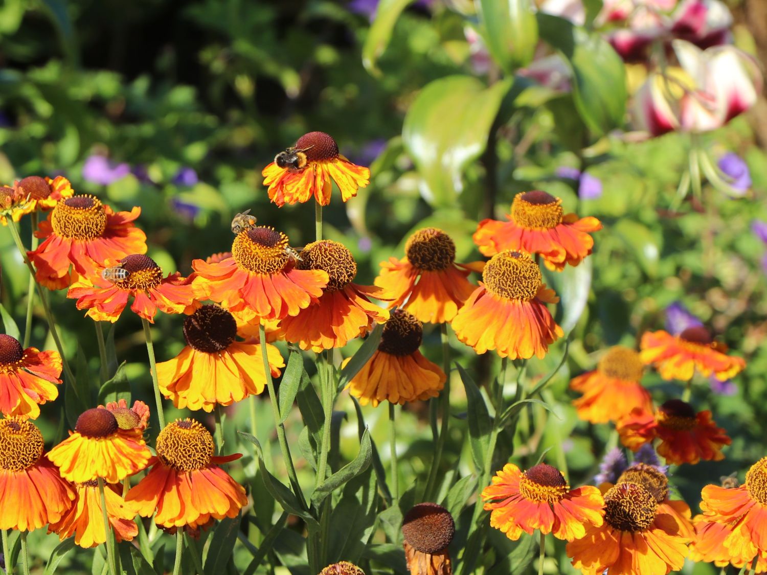 Sonnenbraut 'Sahin's Early Flowerer' ® - Helenium x cultorum 'Sahin's ...