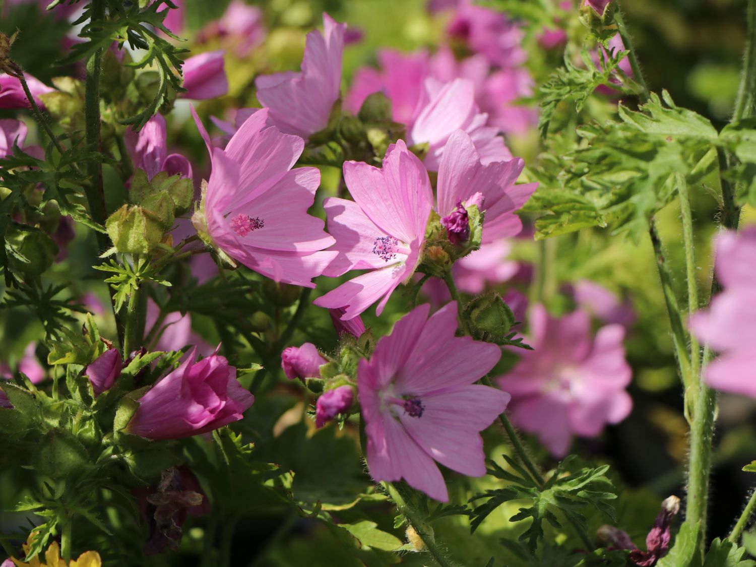 Moschus-Malve - Malva moschata - Baumschule Horstmann