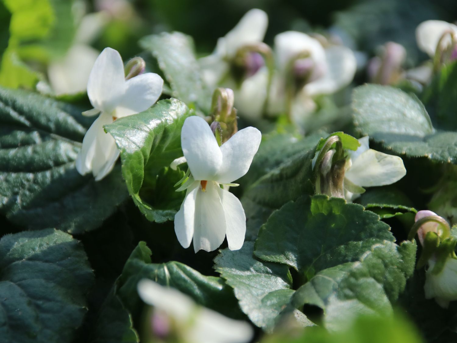 Duft Veilchen 'Miracle Bride White' - Beste Sorten & Stauden-Wissen