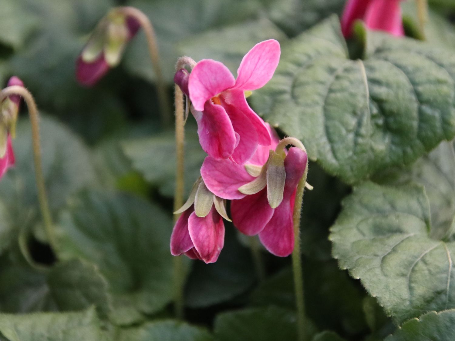 Duft-Veilchen 'Miracle Classy Pink' - Beste Sorten & Stauden-Wissen