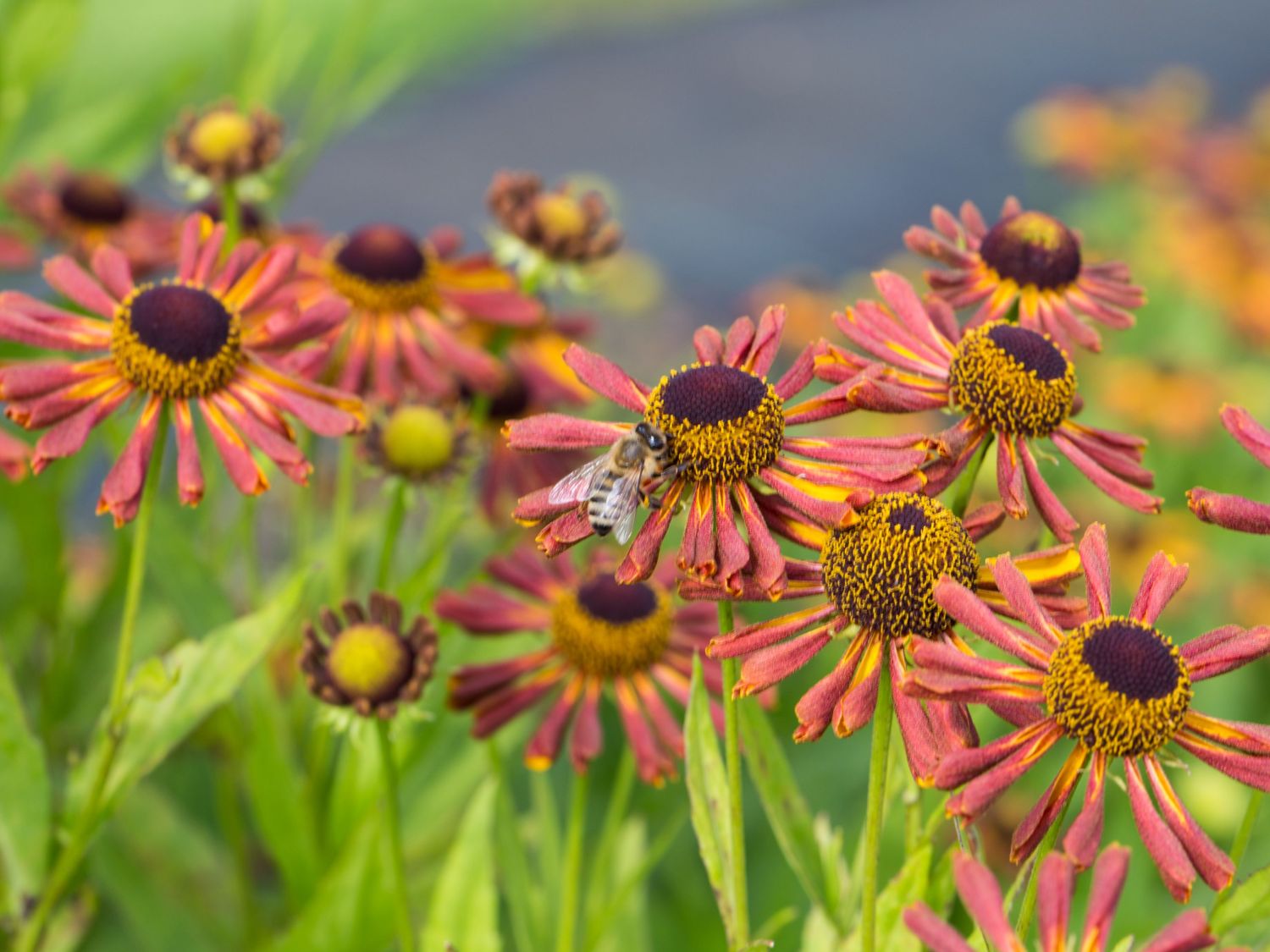 Sonnenbraut 'Loysder Wieck' - Helenium x cultorum 'Loysder Wieck ...